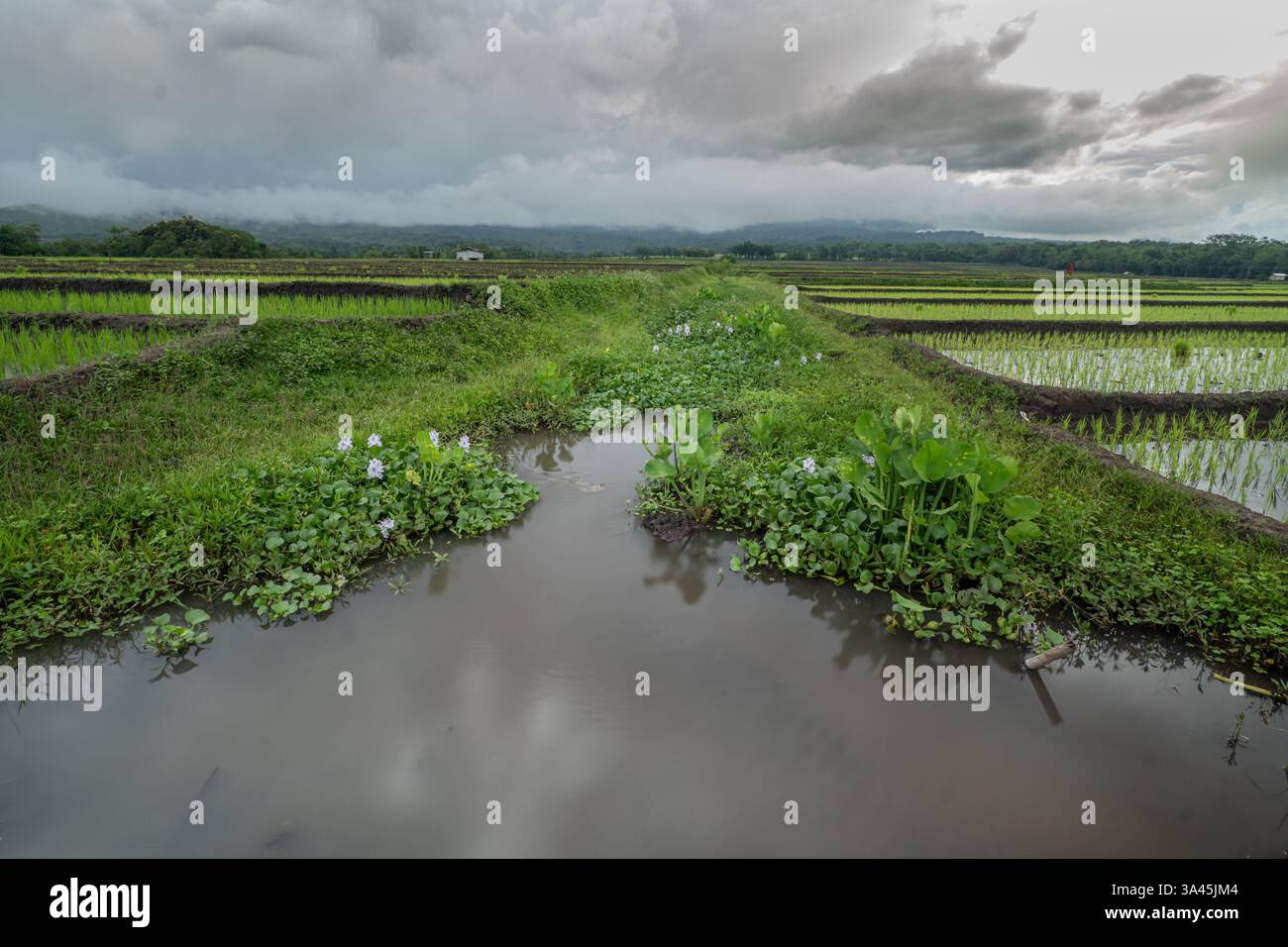 Stunning Rice Terraces With Misty Mountains at Sunrise Stock Photo - Alamy