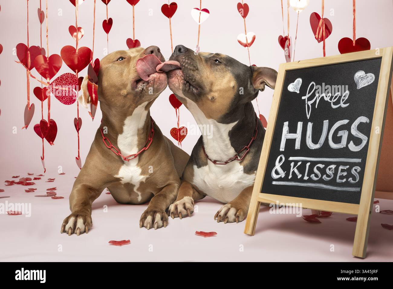 American Pit Bull Terrier and American Bully Stock Photo - Alamy