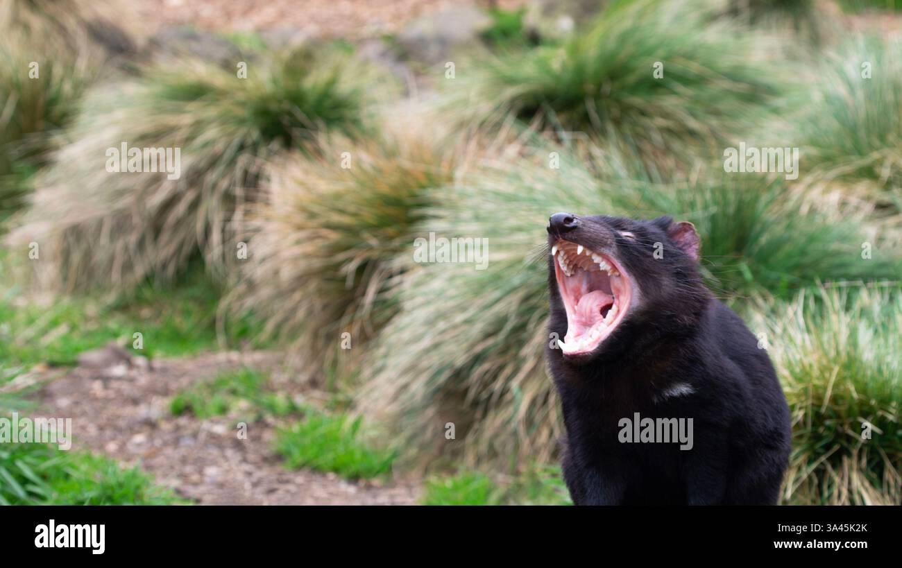 Distinctive scream of Tasmanian Devil reveals its iconic, massive ...