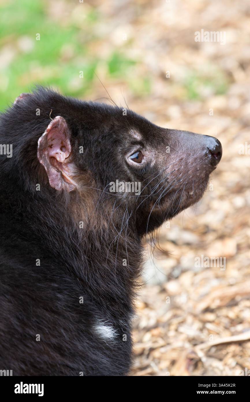 Side profile portrait of Tasmanian Devil with close up view of ear and ...