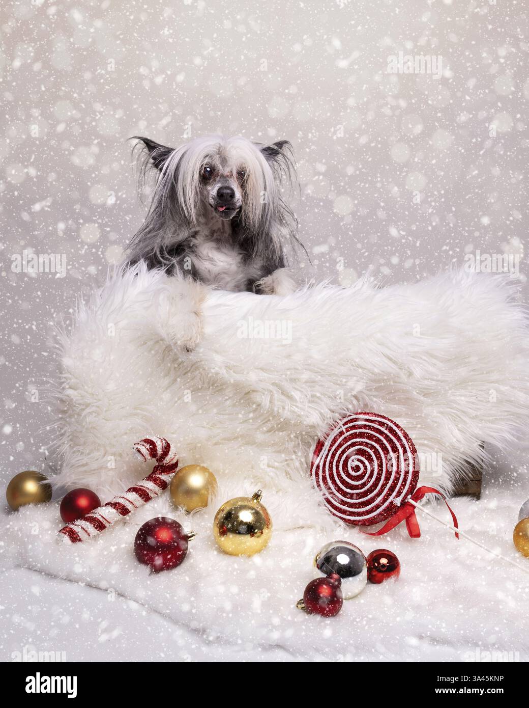 Chinese Crested Powderpuff Stock Photo - Alamy