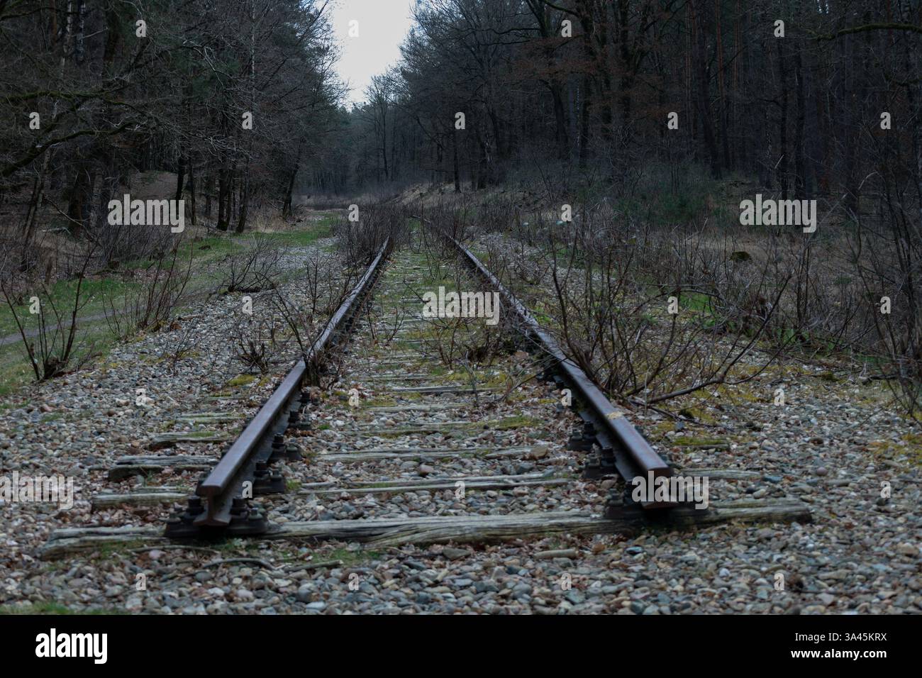 Railroad tracks in the forest Stock Photo - Alamy