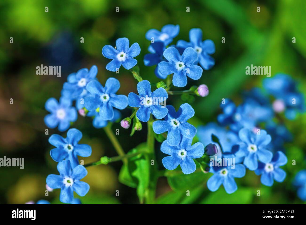 Blue forget-me-not little flowers growing in summer ornamental garden ...