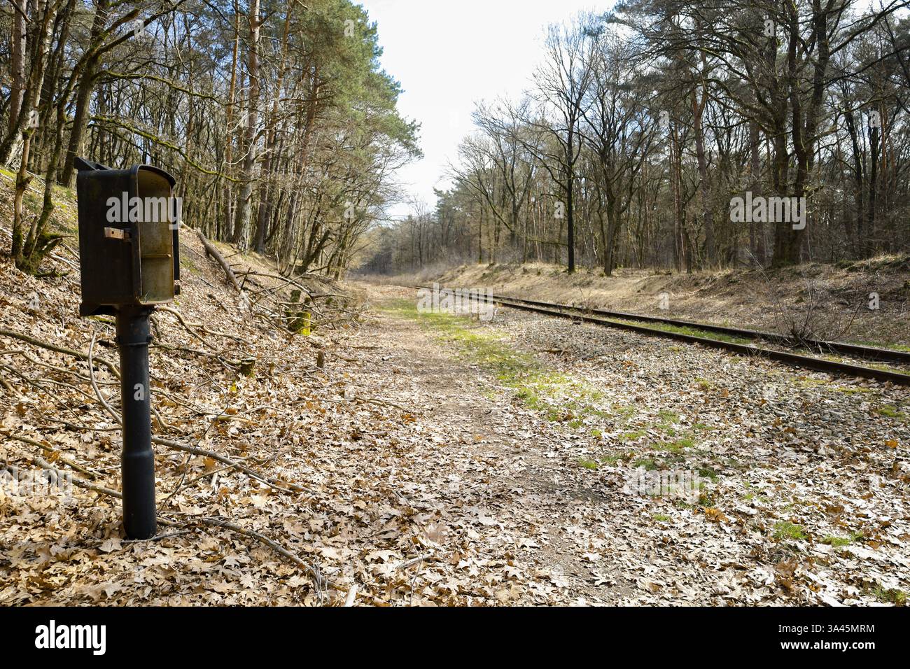 Railroad tracks in the forest Stock Photo - Alamy