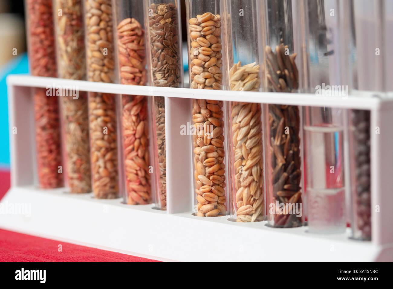 Different Seeds in Test Tubes Stock Photo - Alamy