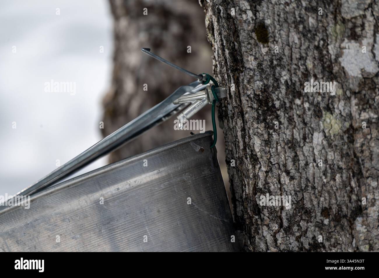 In the quiet woods, a metal bucket hangs from a maple tree, patiently ...