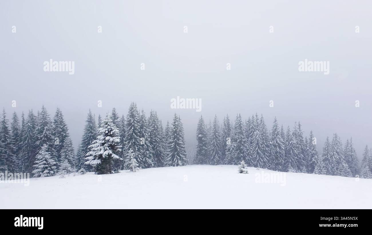 Winter snow falling scene alongside a fir forest. Tall trees covered ...