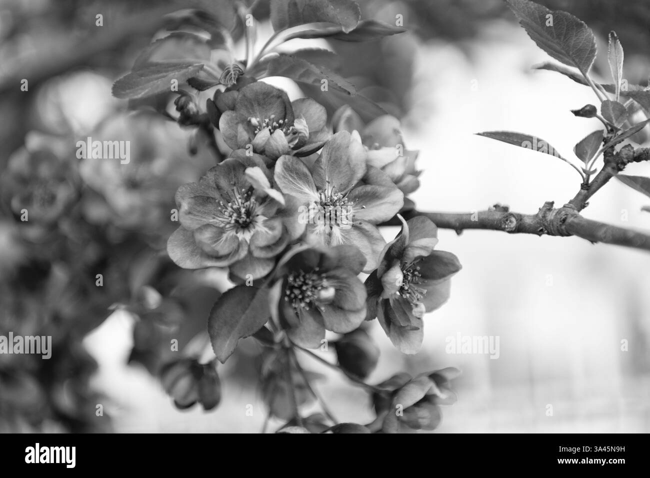 fresh springtime sakura flower. springtime sakura blossom. springtime ...