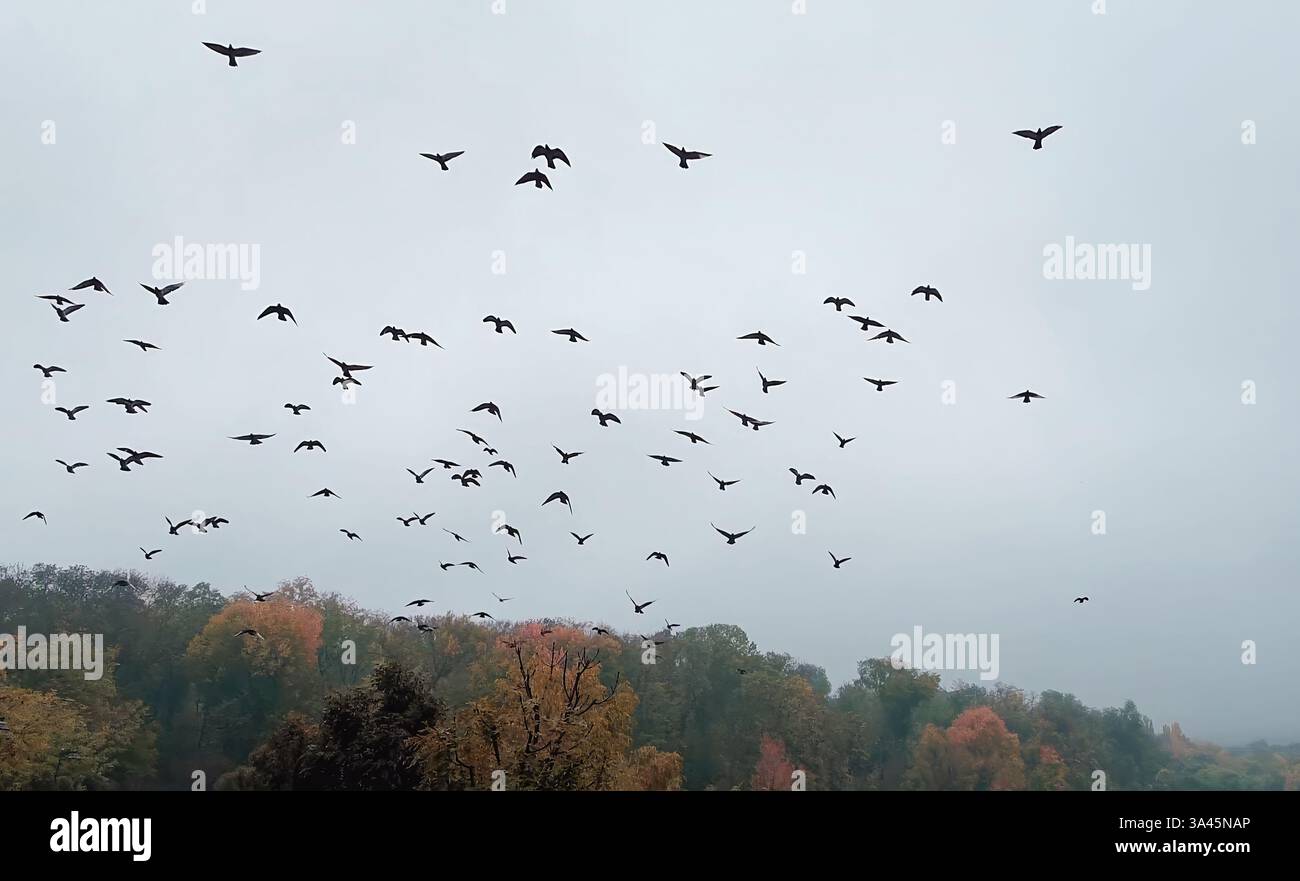 Flock of migratory birds flying over head against the cloudy autumn sky ...