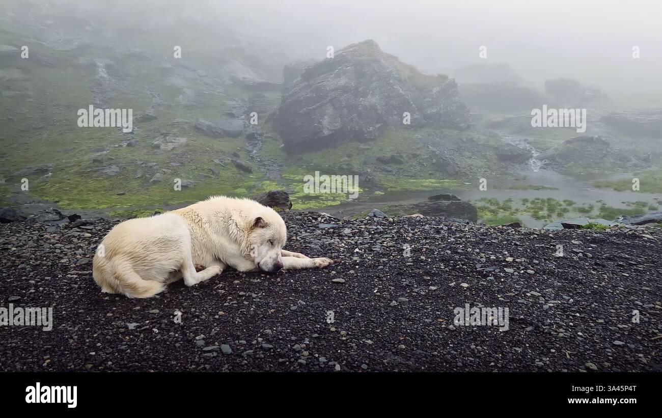 Sleeping wolf hi-res stock photography and images - Alamy