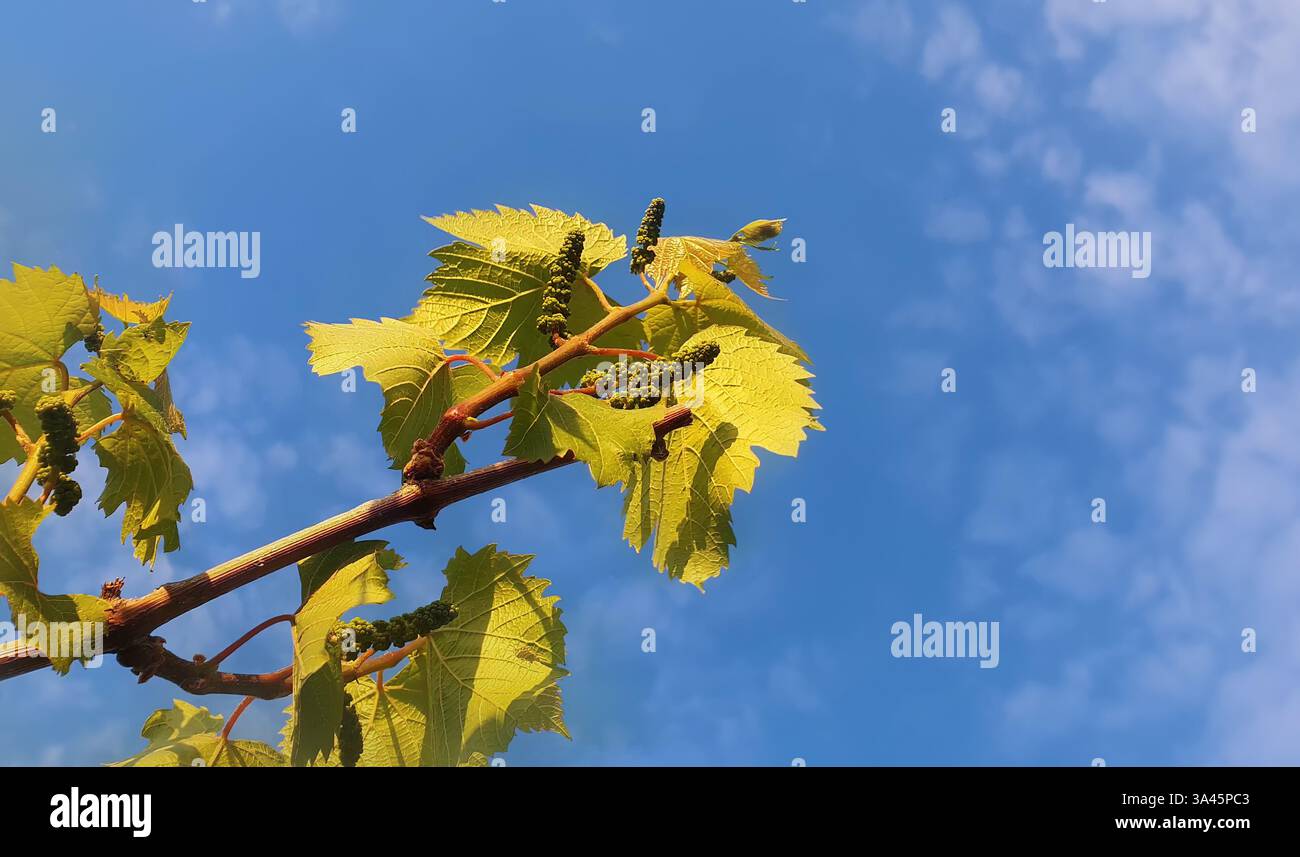 Growing vine twig, green leaves on hanging branches over blue sky ...