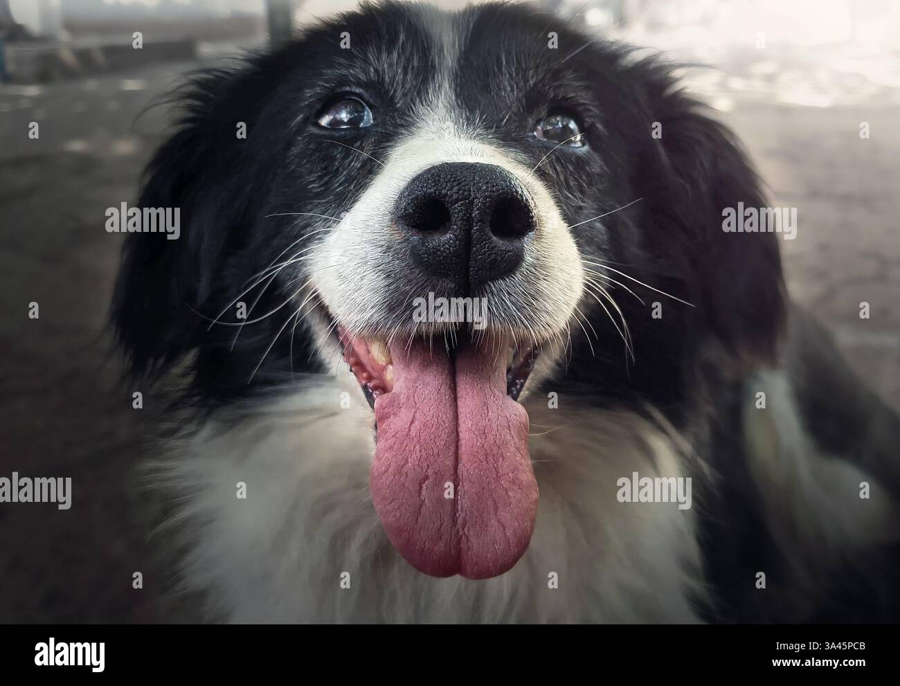 Happy old dog outdoors. Pup nose, tongue and teeth closeup. Senior pet ...