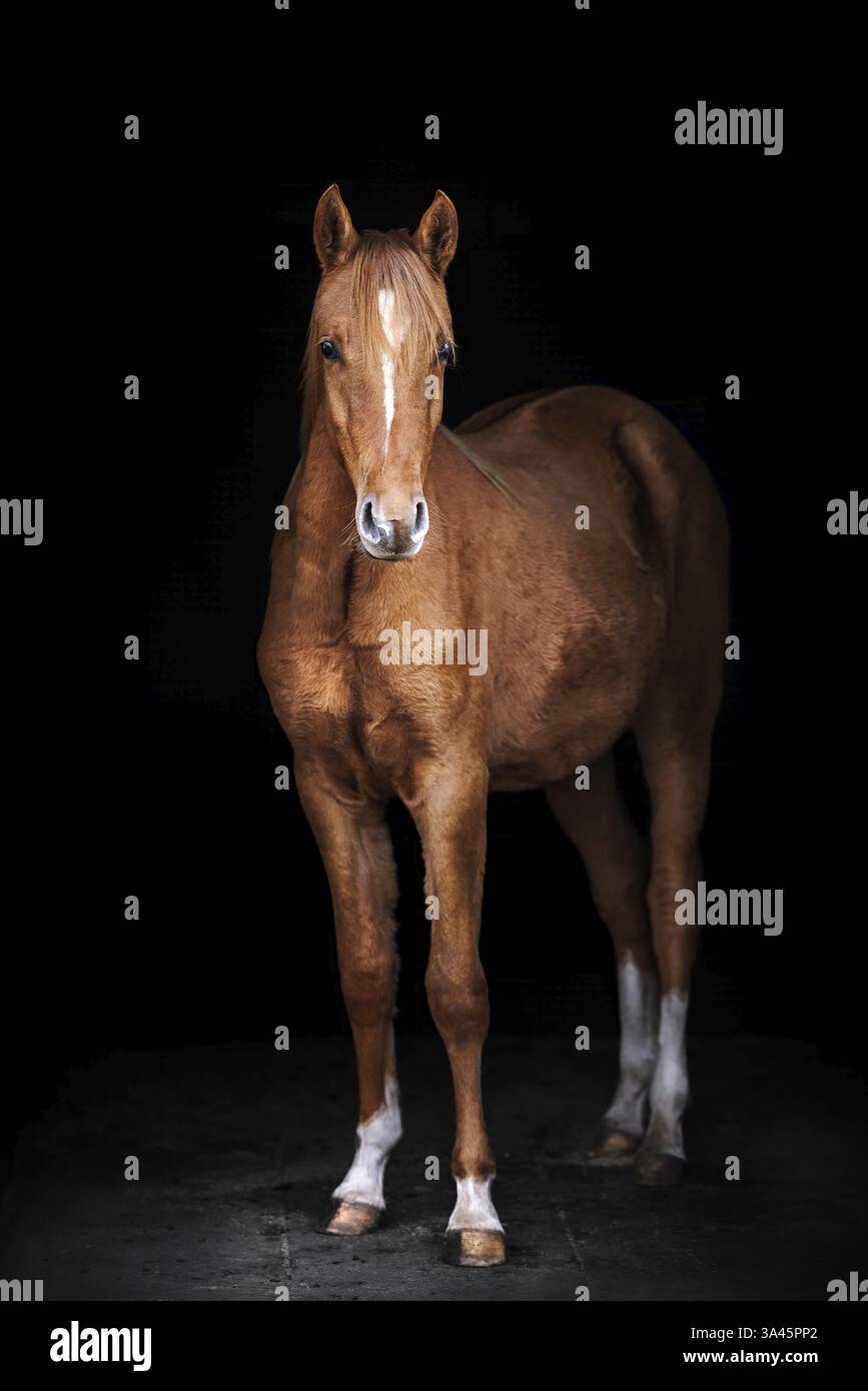 German Riding Pony Stock Photo - Alamy