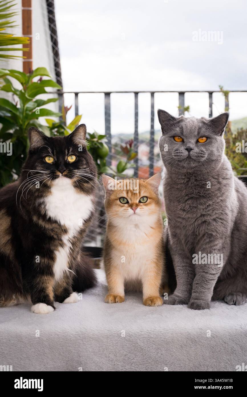 3 cats hi-res stock photography and images - Alamy