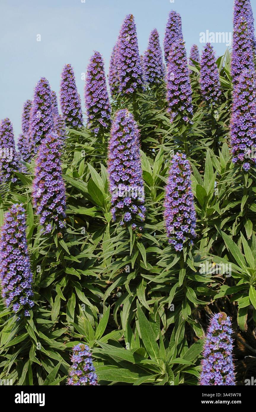 Echium ;Pride of Madeira in bloom Stock Photo - Alamy