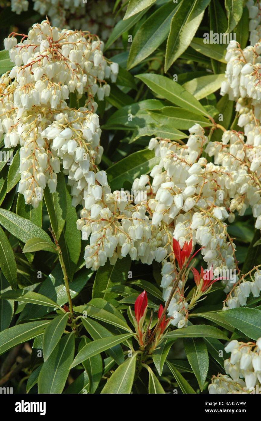 Hamalayan flowers hi-res stock photography and images - Alamy