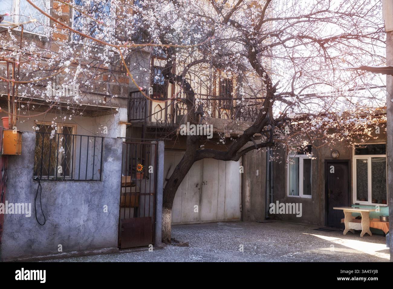 Spring in Yerevan. A large flowering tree in a small courtyard of a ...