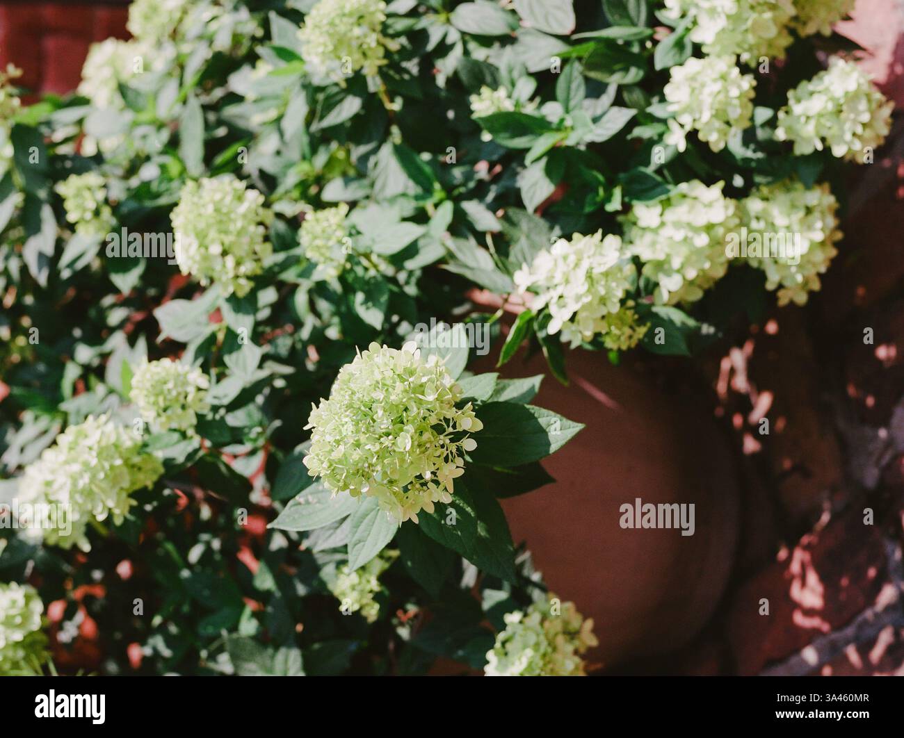 Lush hydrangea plants burst with green blooms in a terracotta pot ...