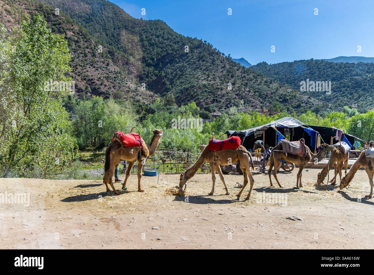 A group of camels eating straw on a roadside esplanade in the Ourika ...