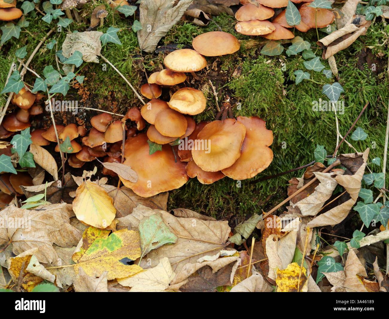 Stick sponge on the tree stump. Stick sponges decompose dead wood and ...