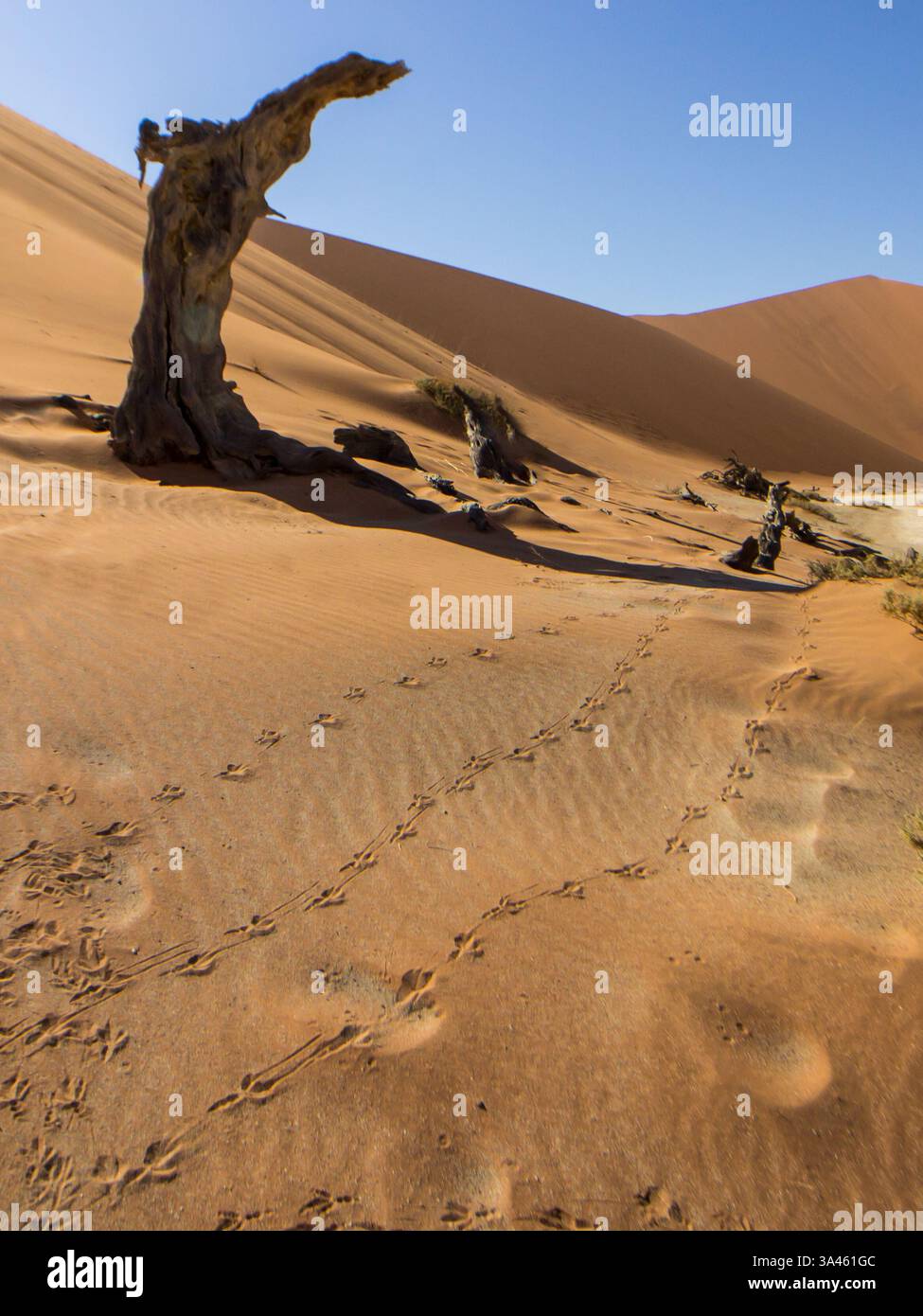 Animal spoor among the remains of ancient camelthorn trees in the gsand ...