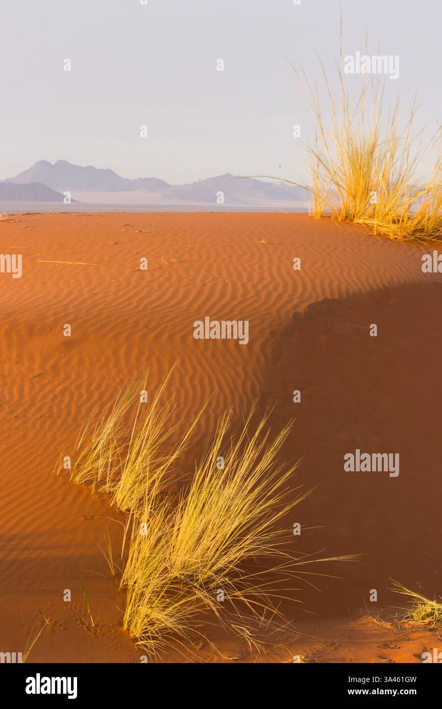 A reddish golden sand dune in the Namib desert, coved in wind ripples ...