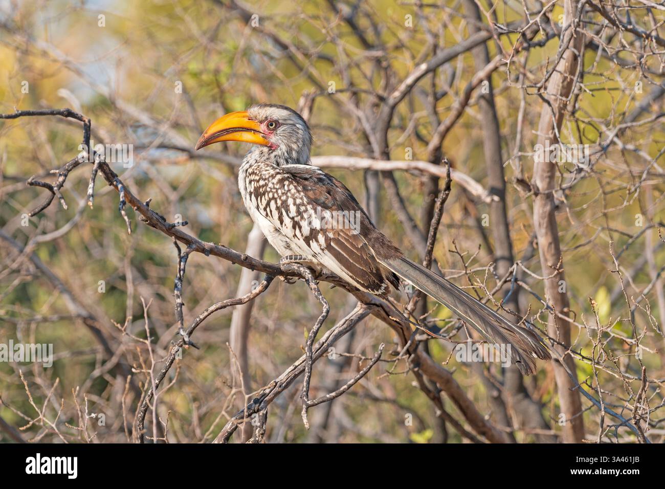 Southern Yellow Billed Hornbill in a Tree in Hwange National Park in ...