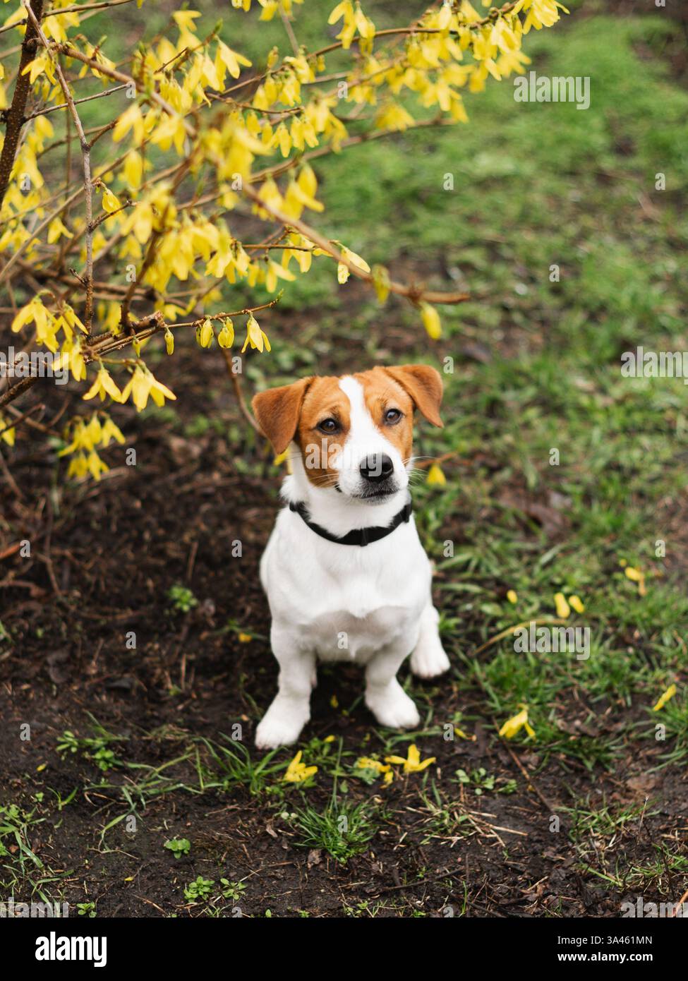 Adorable Jack Russell Terrier dog sitting under yellow flowering ...