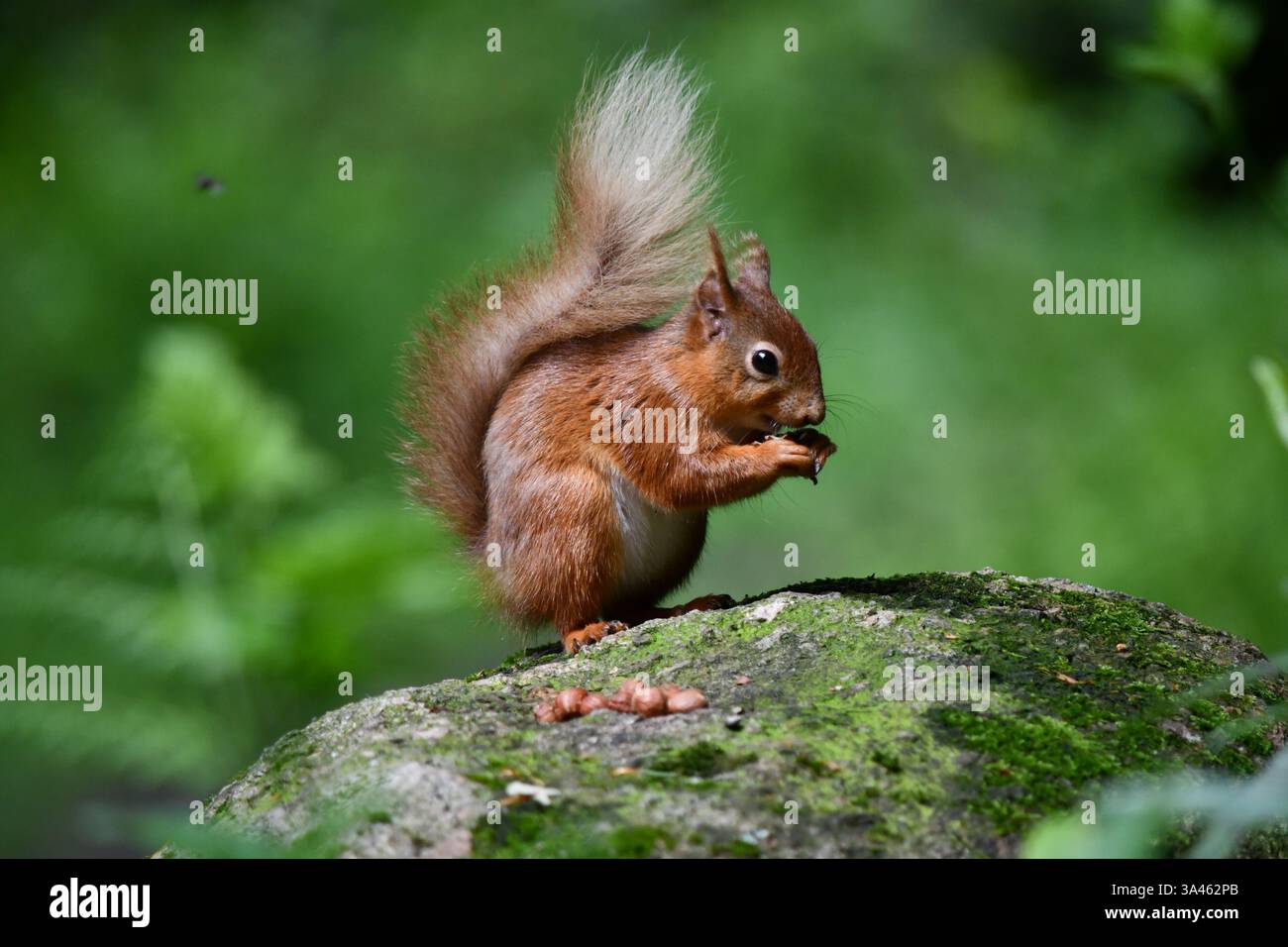 A UK Lake District Red Sqirrel on a rock eating a nut.loking both ways ...