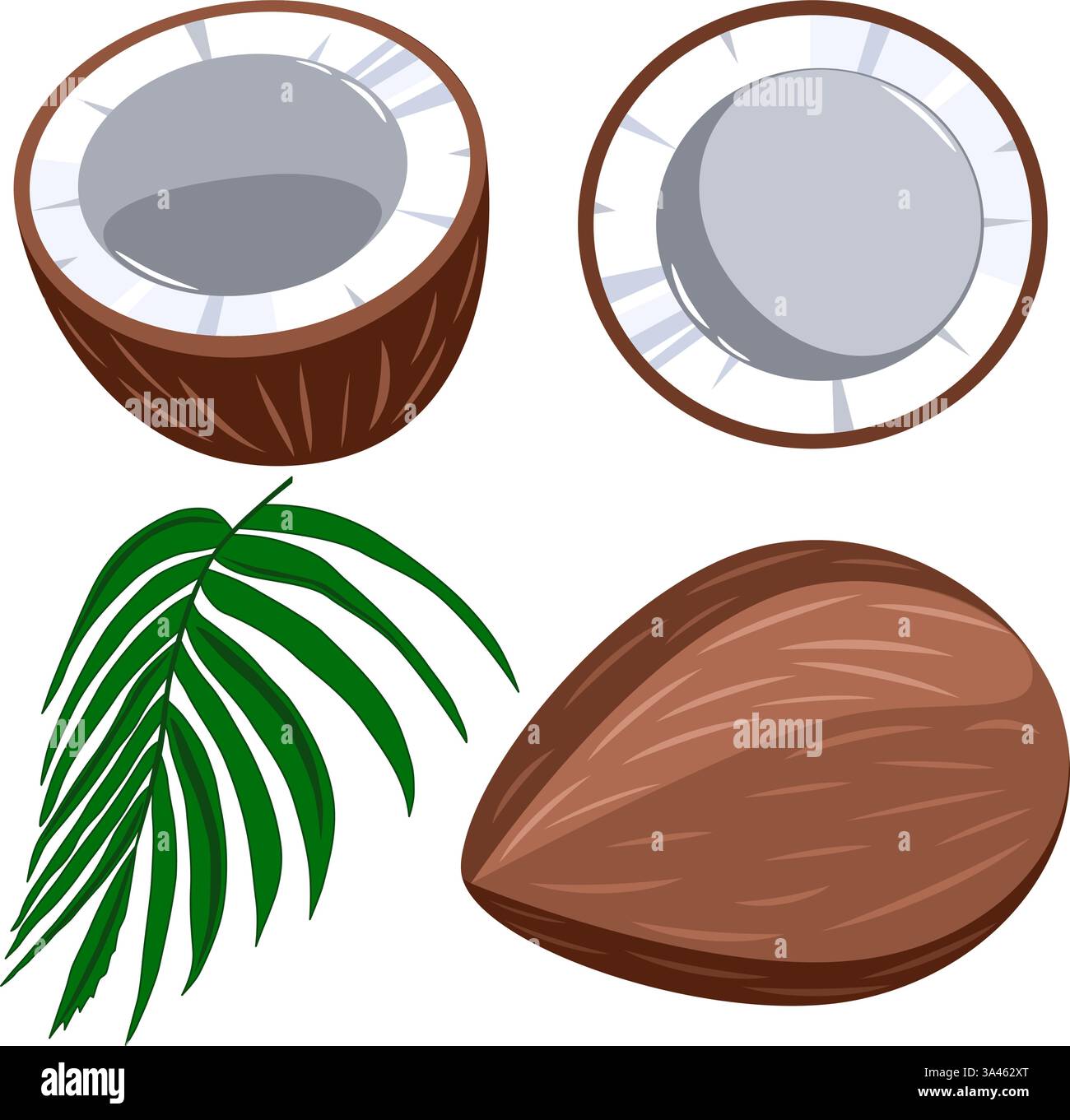 Coconut whole and cut, with palm leaves. Vector illustration Stock ...