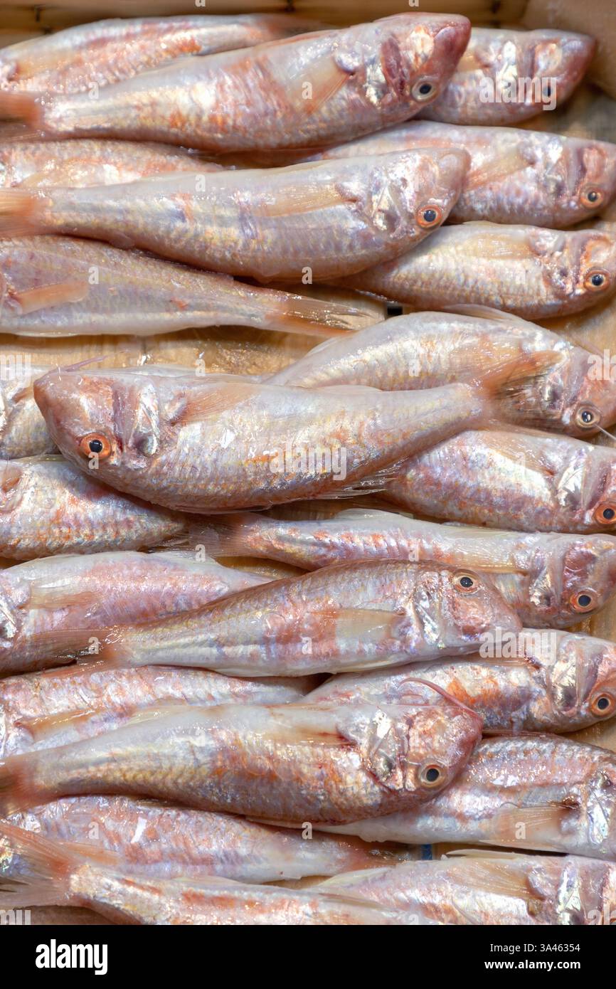 Fresh seafood at the fish market. Red mullets (Mullus barbatus Stock ...