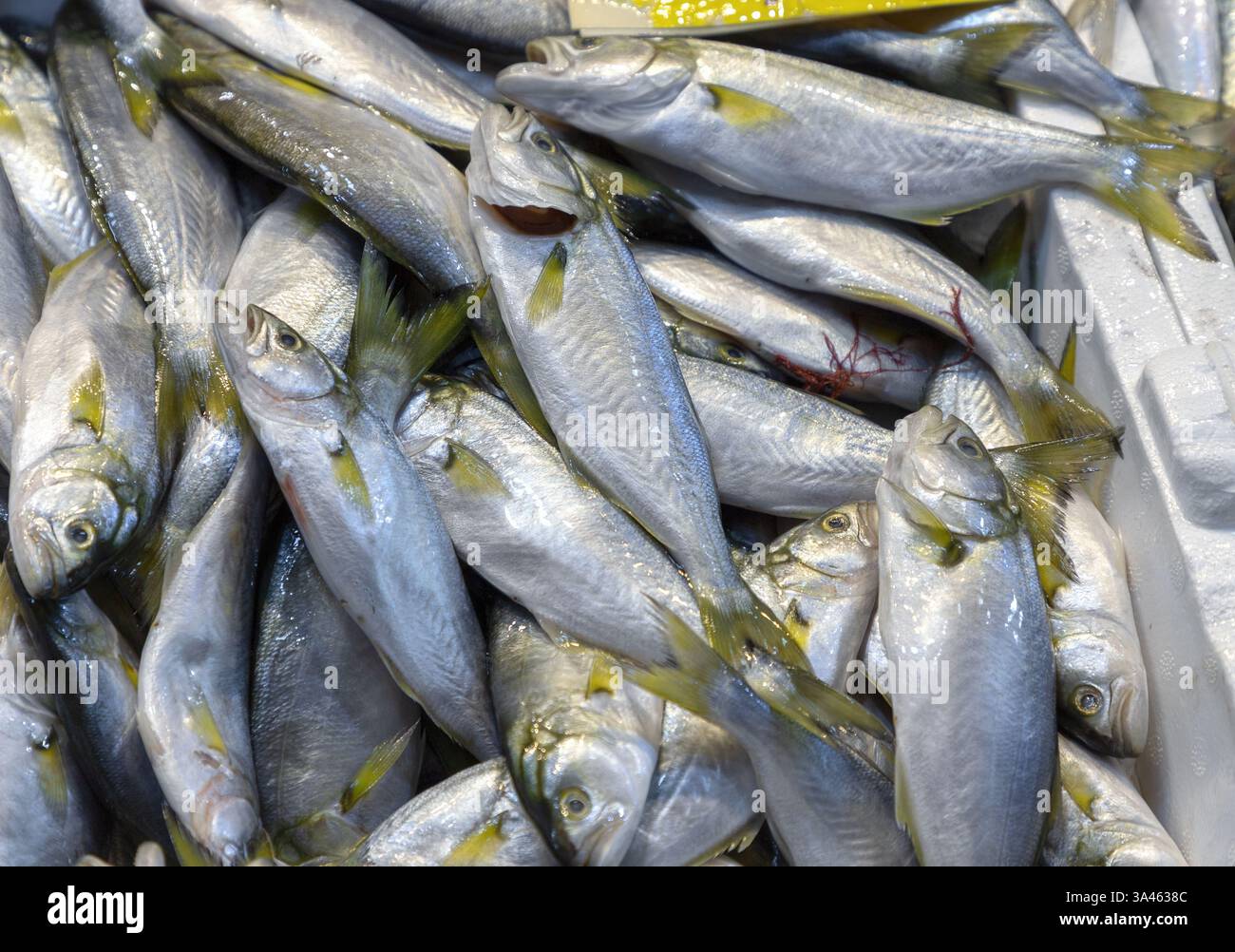 Fresh fish (bluefish) at the market Stock Photo - Alamy
