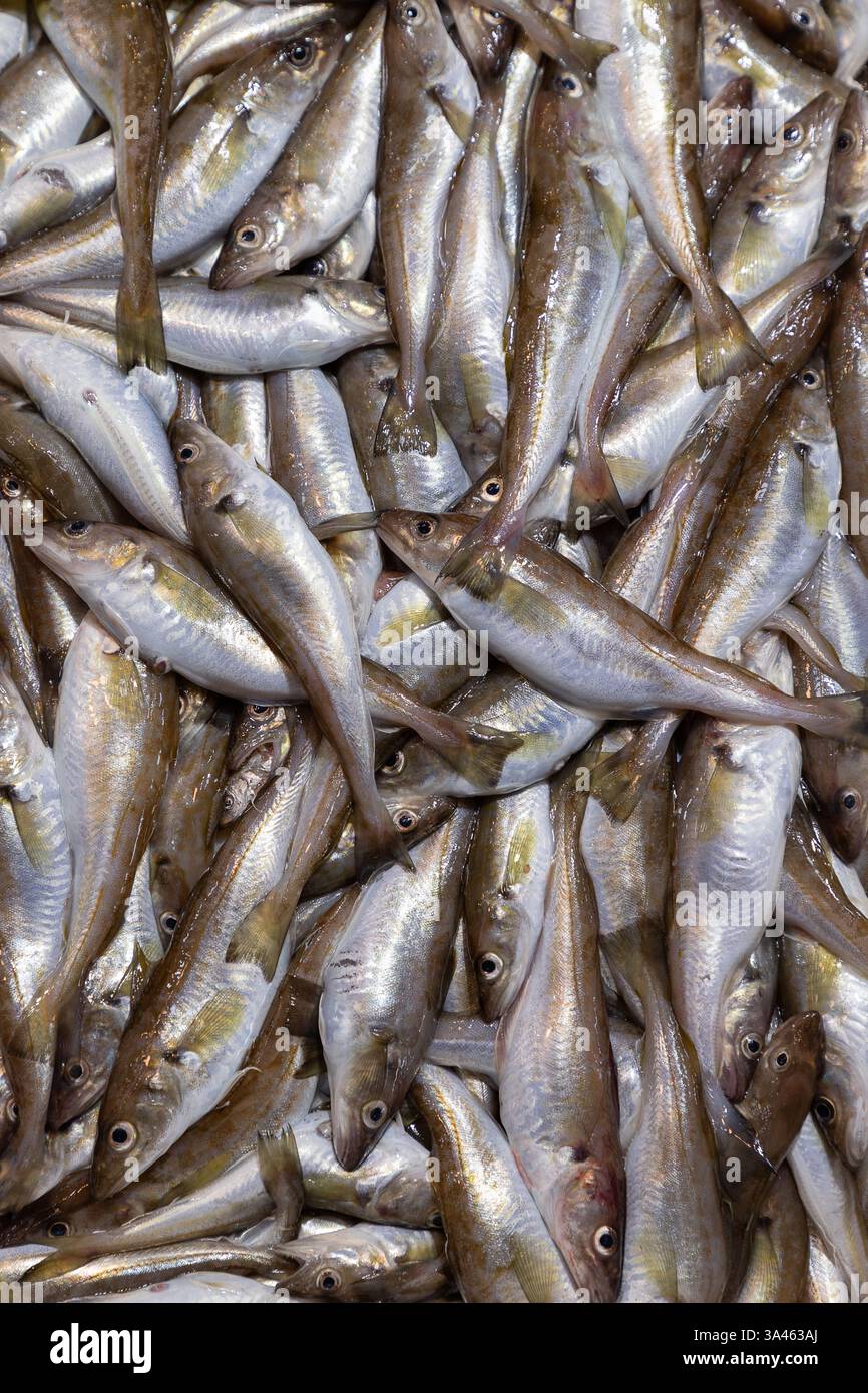 Fresh whiting fishes at fish market (mezgit Stock Photo - Alamy