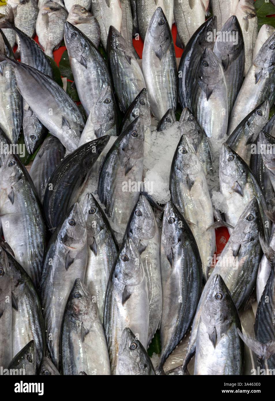 Fresh and raw juvenile bluefish fishes on ice for sale at the market ...