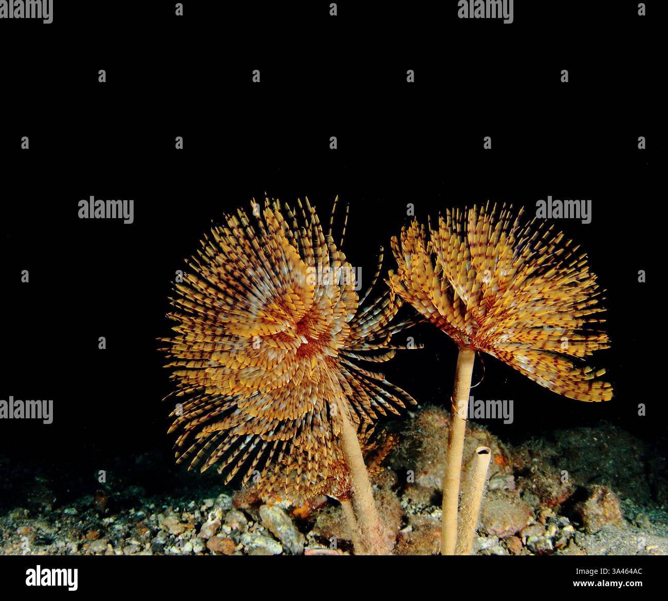 Two spirographs of fire color with black background, in the marine ...