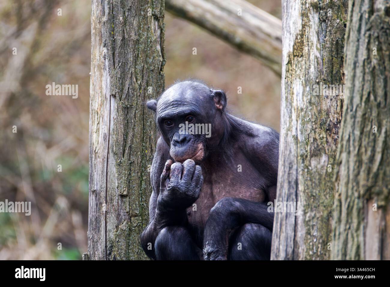 Thoughtful Chimpanzee, Pan paniscus Sitting in Forest. A chimpanzee ...