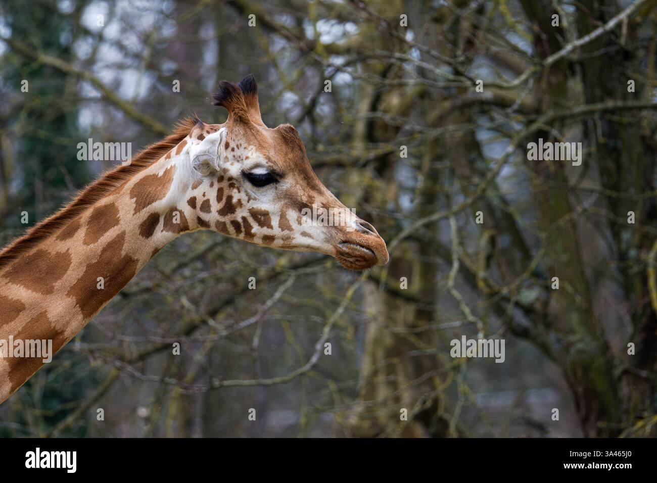 Giraffe in a Leafless Forest. A giraffe with a long neck and spotted ...
