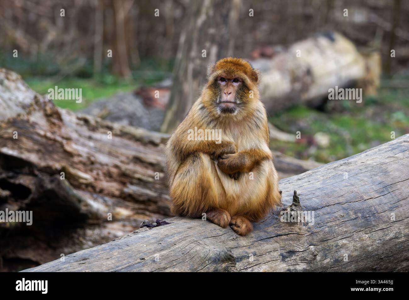 A solitary monkey sitting on a fallen log in a natural setting ...