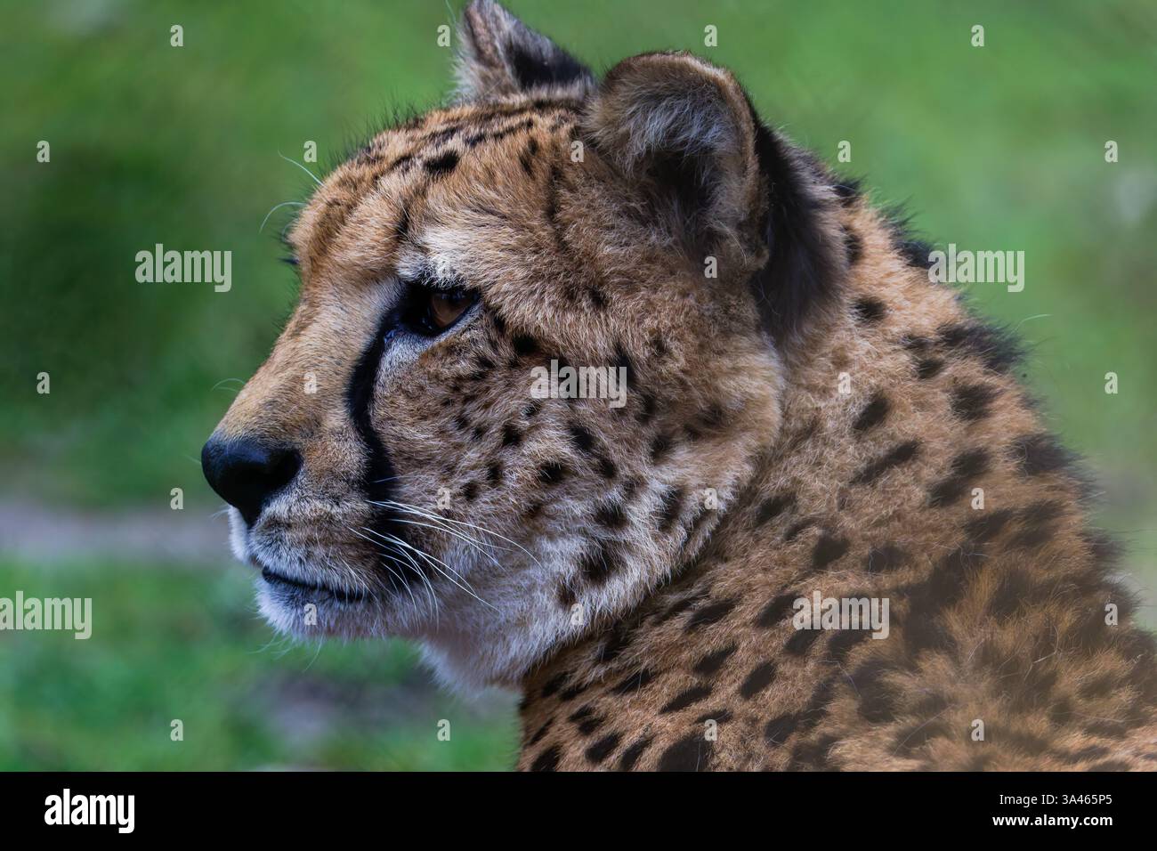 Black and White Cheetah Profile Portrait. Black and white close-up of a ...
