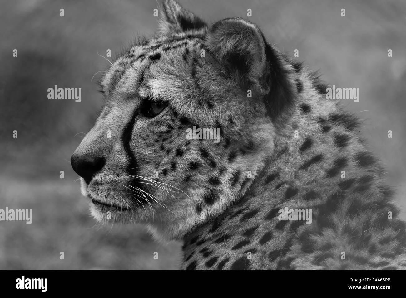 Black and White Cheetah Profile Portrait. Black and white close-up of a ...