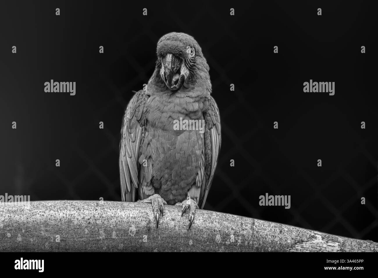Red feather on white Black and White Stock Photos & Images - Alamy