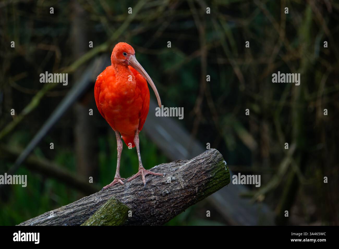 Little eudocimus ruber scarlet hi-res stock photography and images - Alamy