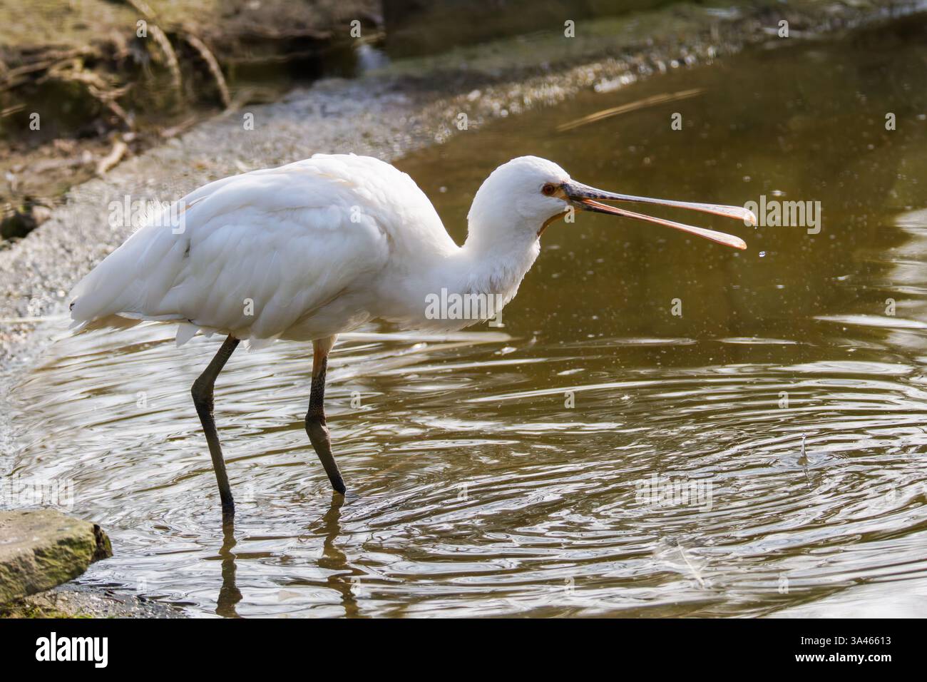 White Spoonbill Bird in Shallow Water. A white spoonbill bird standing in shallow water with its ...
