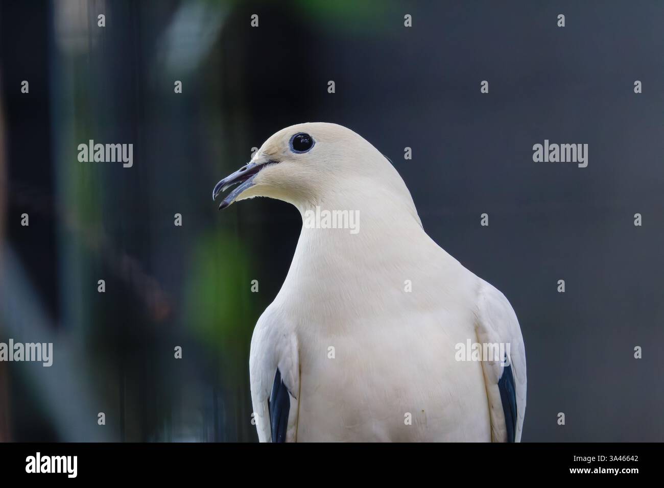 Close-Up of a Pied Imperial pigeon, Ducula bicolor also known as the ...