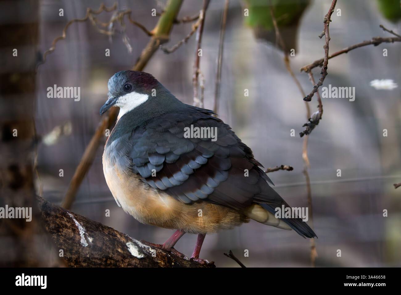 Colorful luzon bleeding heart hi-res stock photography and images - Alamy