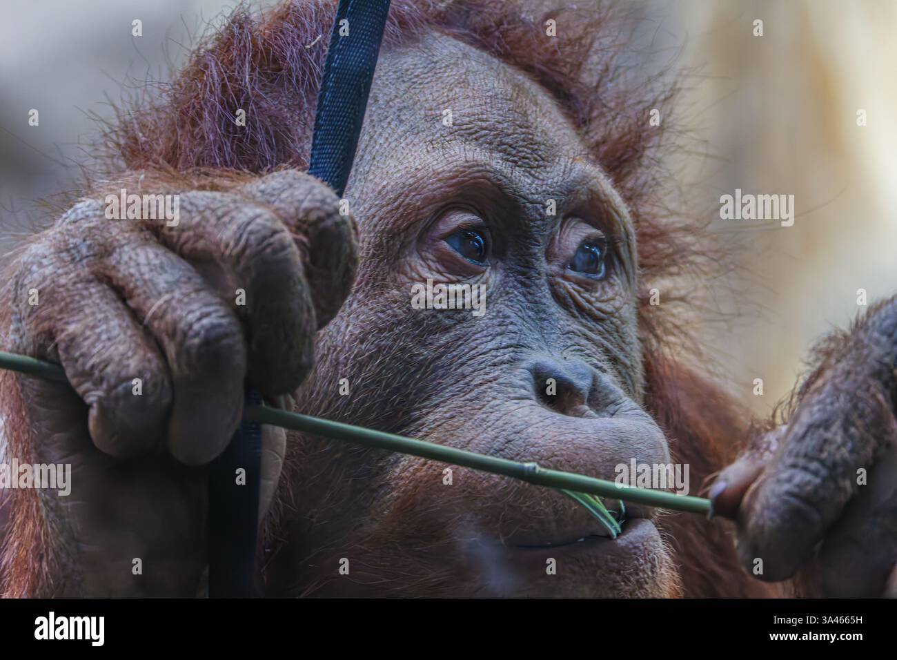 A close-up of an orangutan holding a bamboo stick, with a thoughtful ...