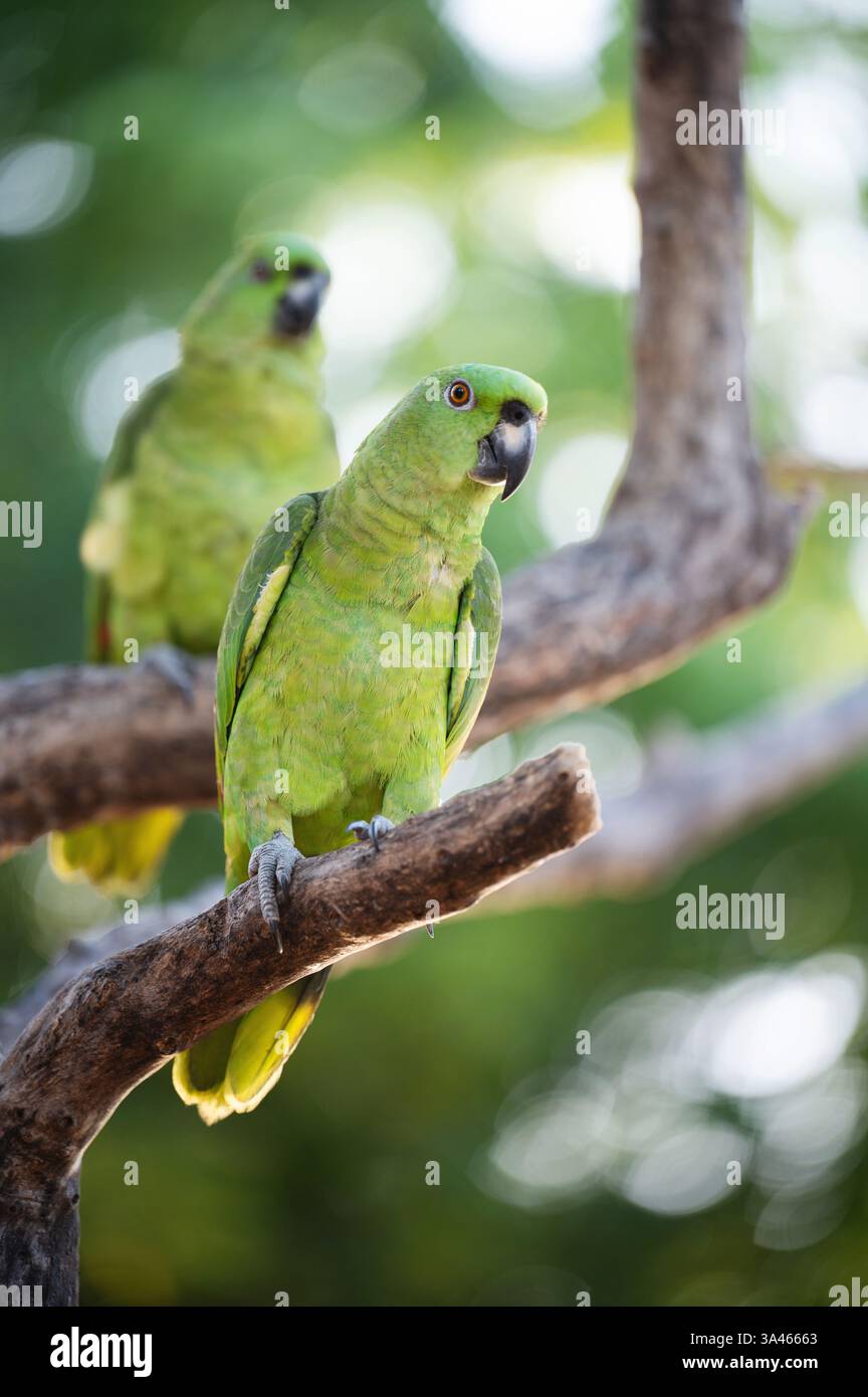 Portrait of cute green parrot sitting on tree blurred background Stock ...