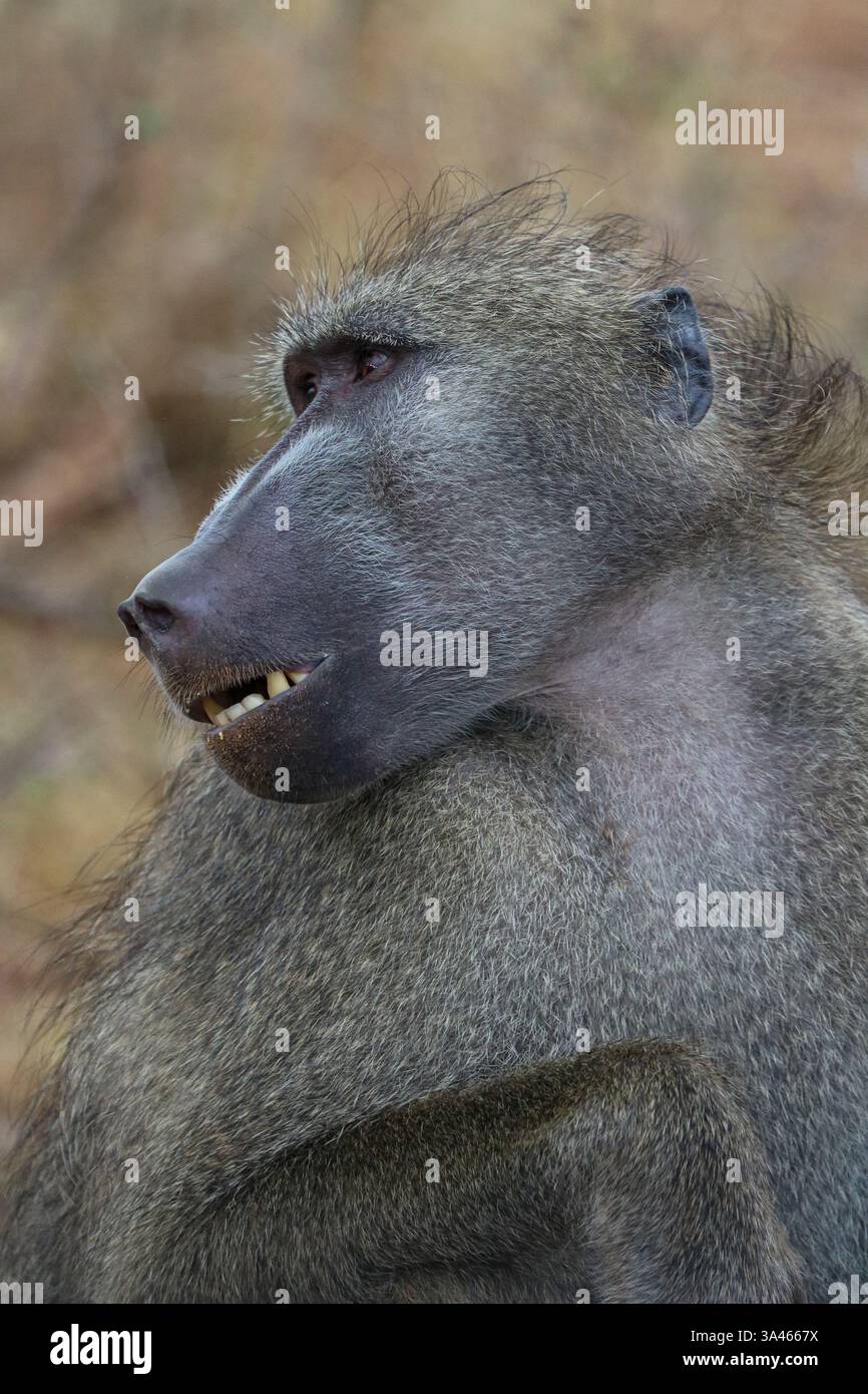Side profile of a very serious male Cachma Baboon (Papio ursinus ...