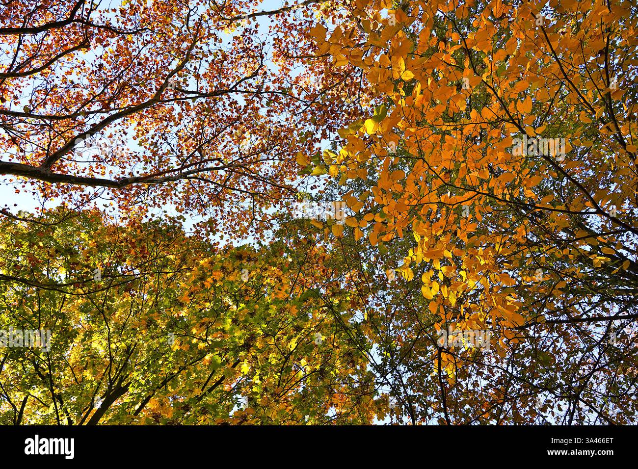 Crown three tree species hi-res stock photography and images - Alamy