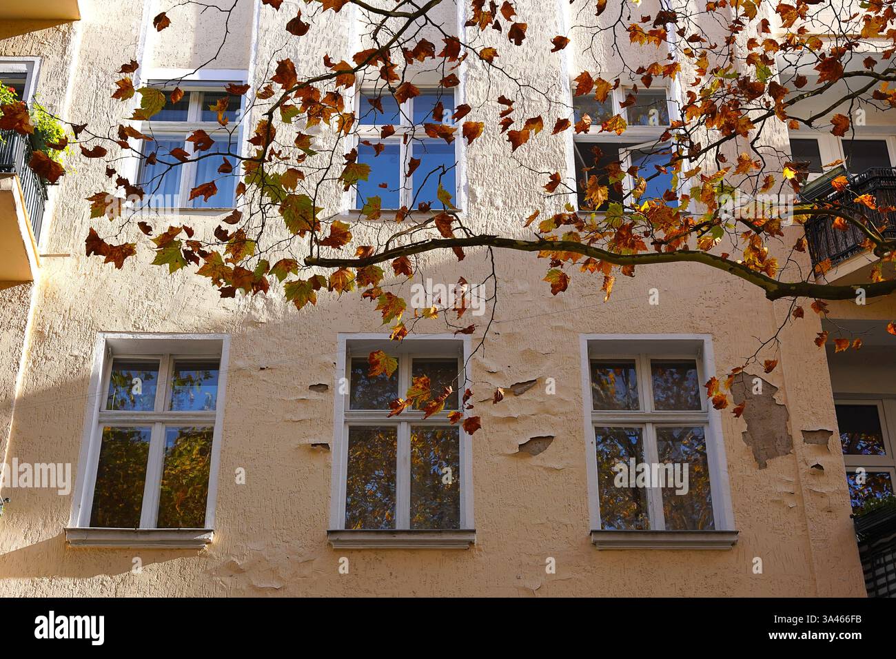 Three pairs of windows in the backdrop of a branch of a maple tree ...